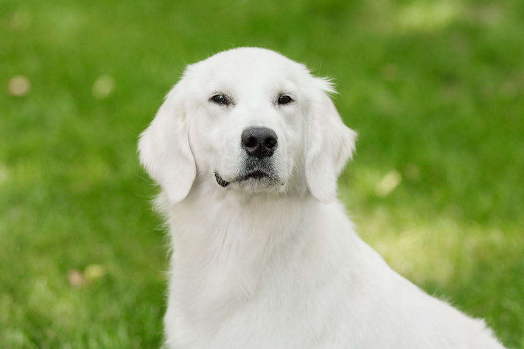 Adult Dogs for Sale - Majestic Manor Goldens
