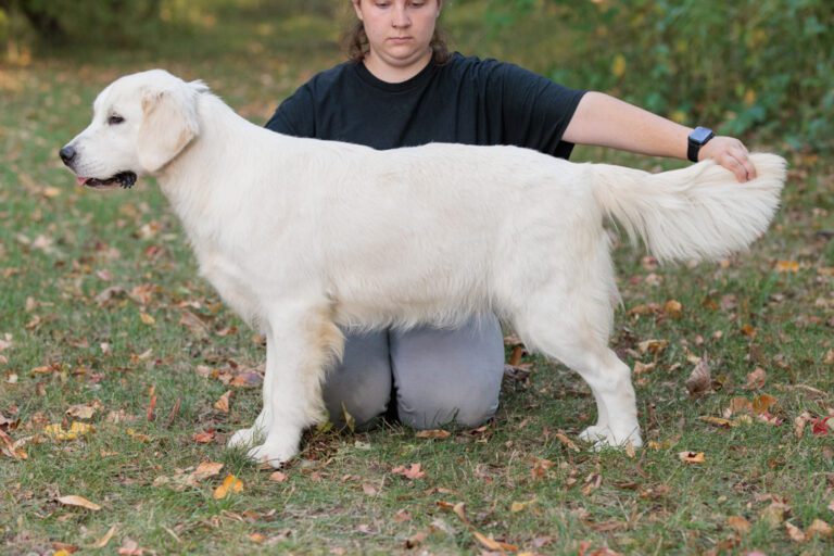 Stone - Adult English Cream Golden Retriever