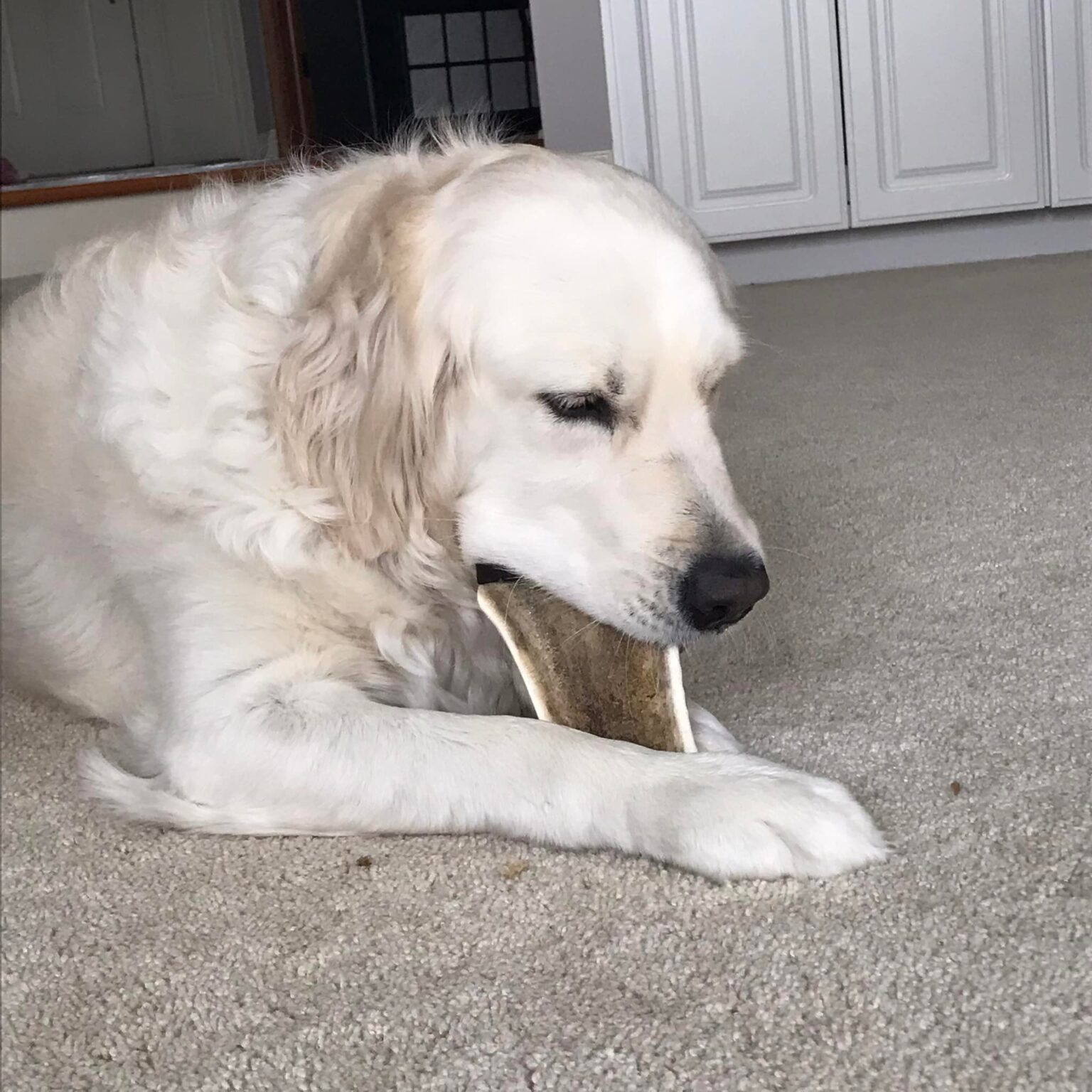 Chew on This: Remedies for Chewing Dogs and Foods to Keep Out of Reach ...